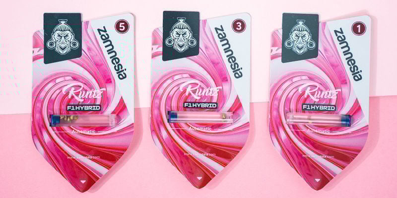 Runtz Hybride F1 Automatic | Zamnesia Seeds - Zamnesia